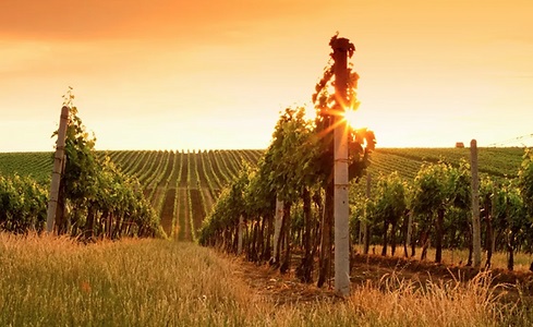 Wild Hills Winery | Richland Center Wisconsin